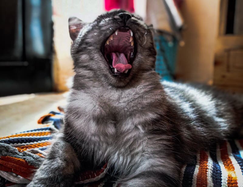 The angry cat stock photo. Image of angry, puppy, white - 227257366