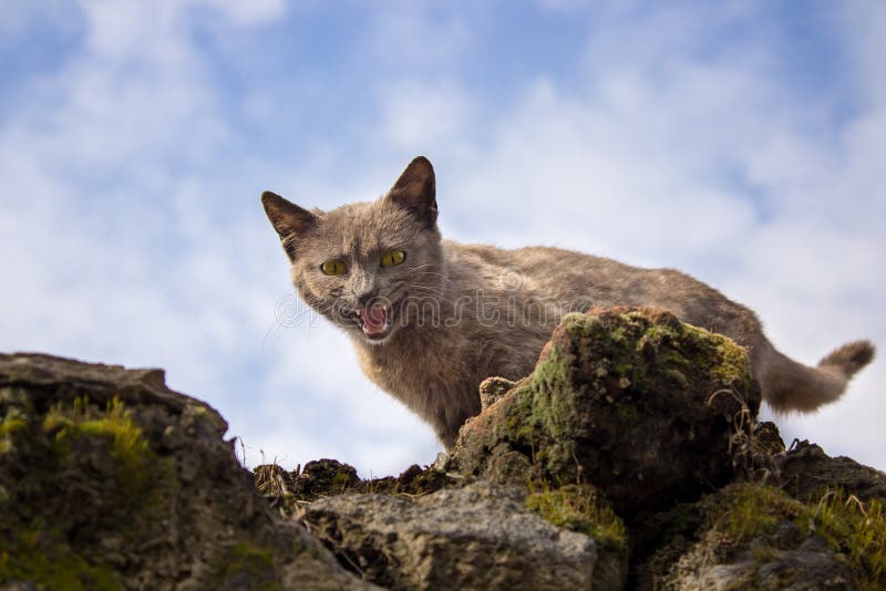 Angry Cat stock image. Image of rock, tooth, green, manisa - 70545501