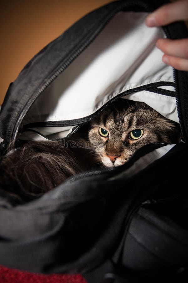 Angry cat in backbag stock photo. Image of stare, adorable - 70469774