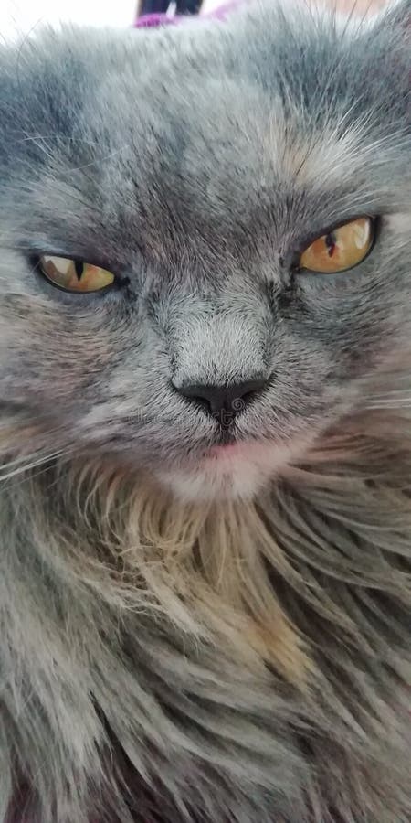 Angry cat stock photo. Image of kitten, mammal, angry - 249821752