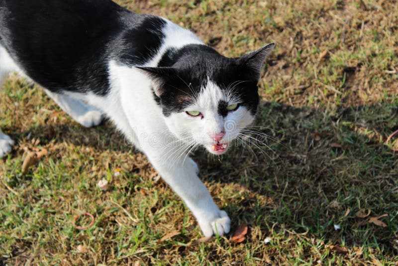 Angry cat stock image. Image of head, furry, scream, furious - 69763203