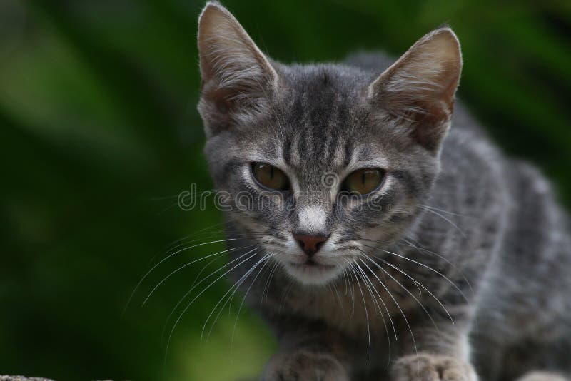 Angry cat stock photo. Image of sleeping, front, eyup - 86330104