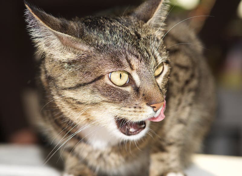 Angry Cat Close Up, Portrait of Cat Stock Photo - Image of serious ...