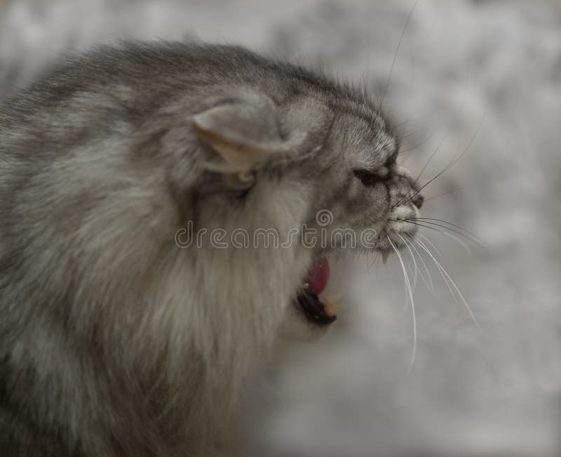 Angry cat closeup. stock photo. Image of fangs, aggression - 107702466