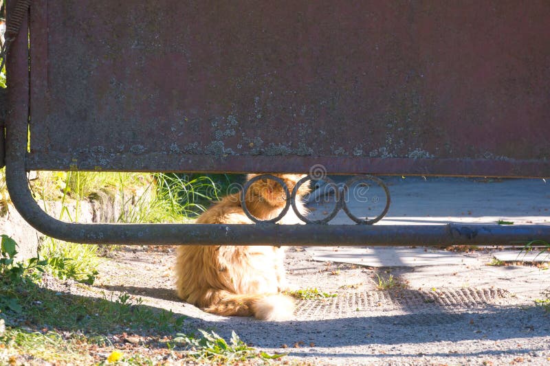 Angry cat closeup stock photo. Image of beautiful, frightened - 90476198