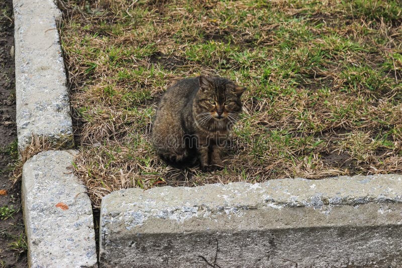 Angry cat closeup stock photo. Image of face, danger - 85356656