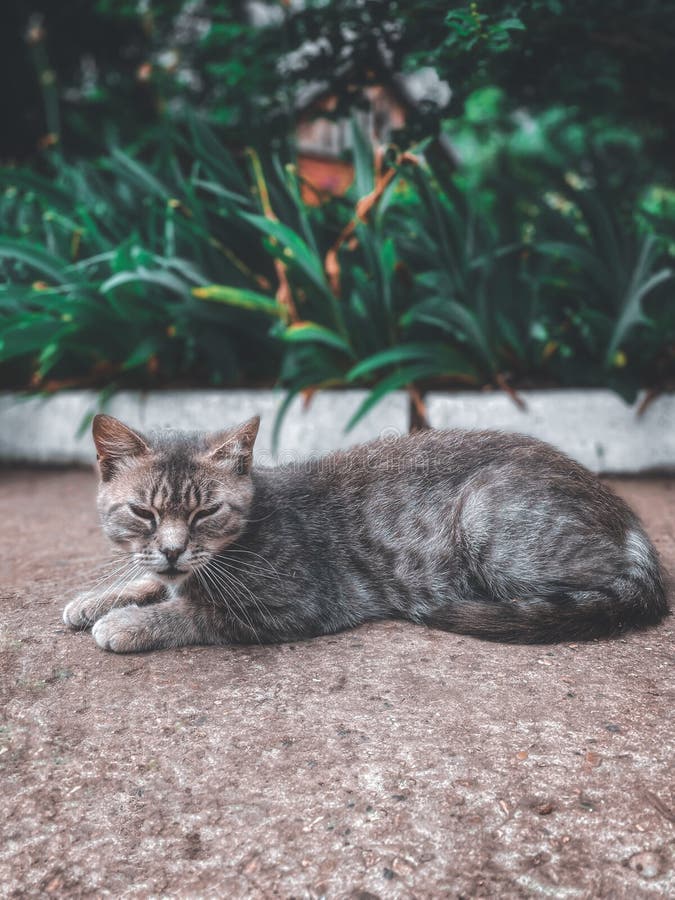 Angry cat stock image. Image of angry, pets, kitten - 185509265