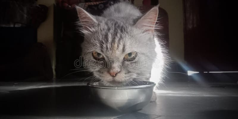 Angry Cat Drinking Water from Steel Vessel in India Stock Image - Image ...