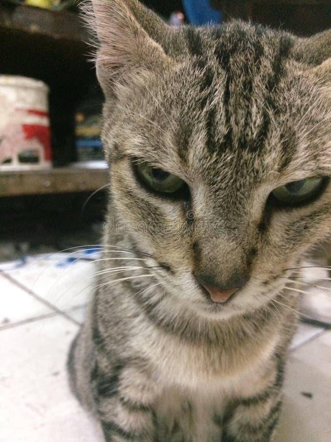 Angry cat stock photo. Image of effect, face, angry - 105960362