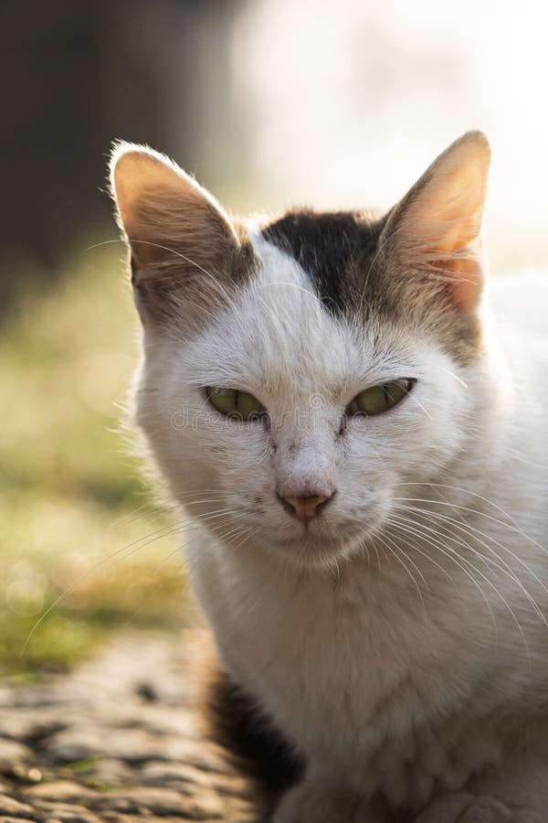 Angry cat face close up stock photo. Image of amazing - 237829444