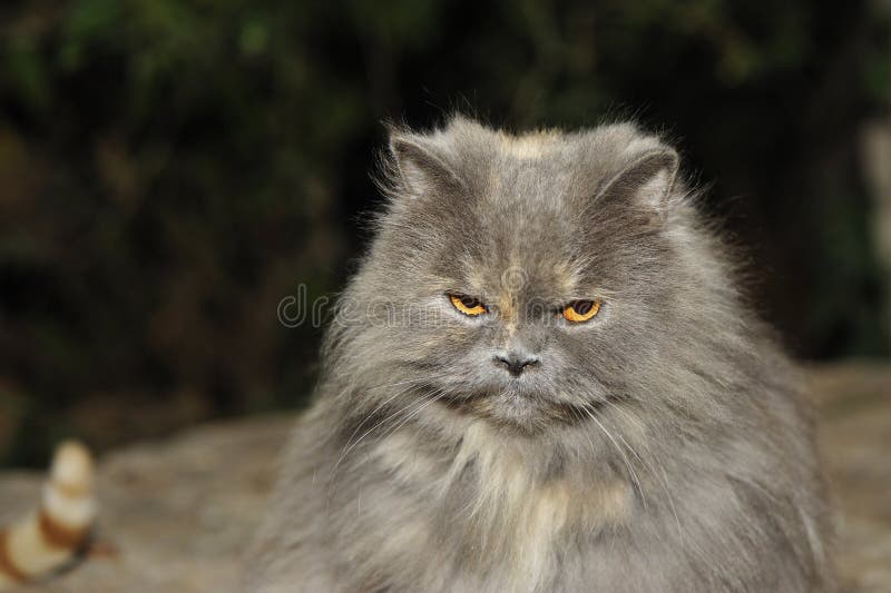 Angry Cat stock photo. Image of expression, grey, angry - 42425850