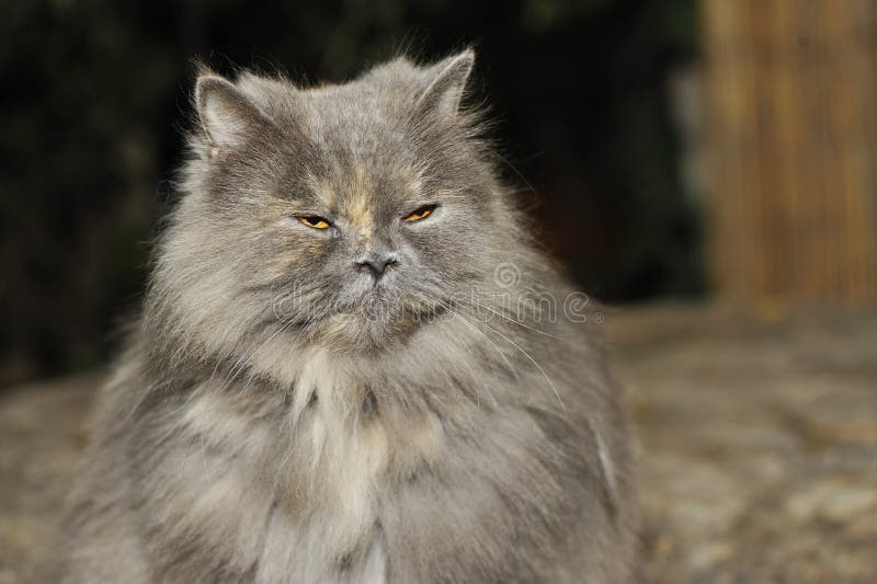 Angry fluffy cat stock image. Image of hair, white, portrait - 7561167