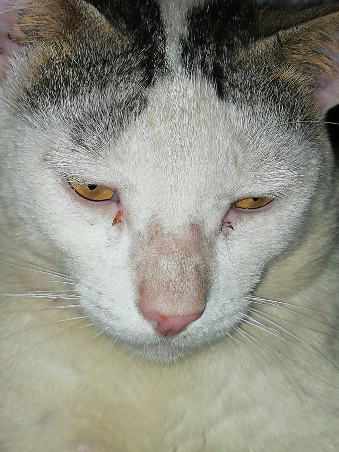 Angry cat in funny stock image. Image of lovr, funny - 174307015