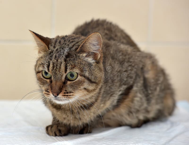 Angry cat stock image. Image of dark, striped, iris, tabby - 67962489