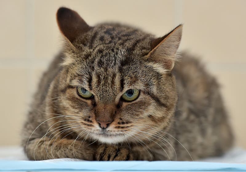 Angry cat stock image. Image of feline, iris, dark, jump - 67962543