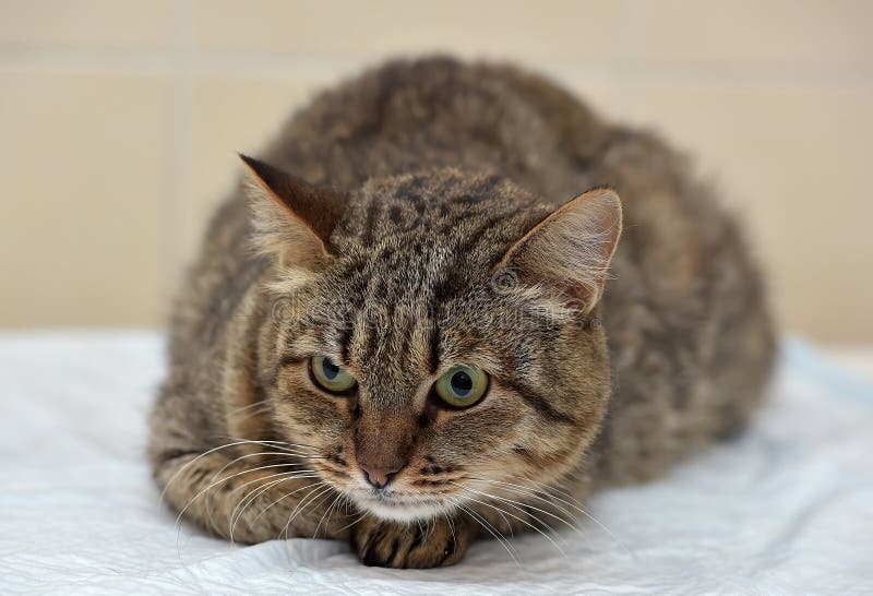 Angry cat stock photo. Image of angry, nimble, jump, iris - 67962774