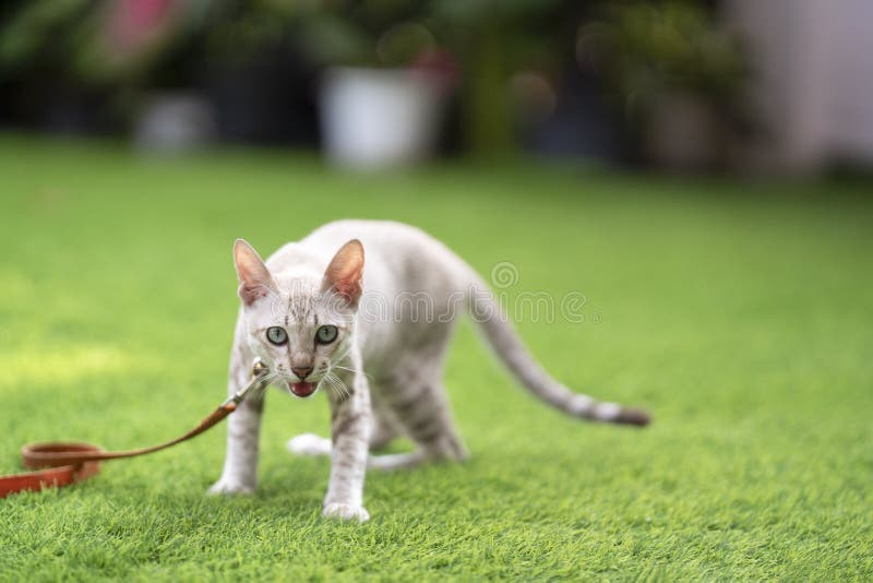 Angry Cat is Hissing and Threatening and Looking To Camera in the ...