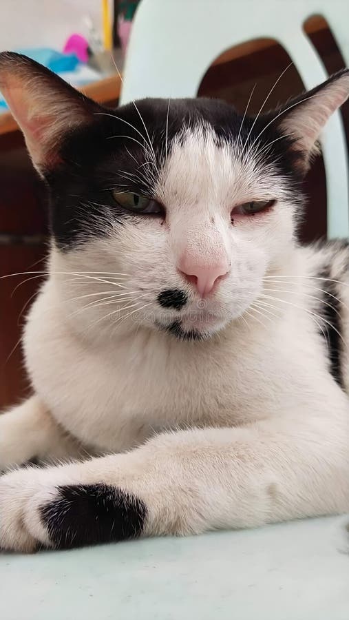 Angry cat hugry stock image. Image of angry, pets, hugry - 179238165