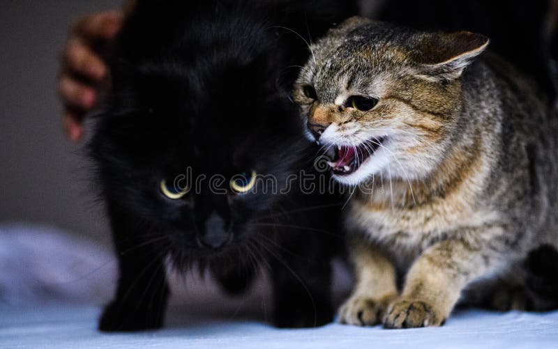 Angry Cat Looking To an Other Cat Stock Image - Image of looking, angry ...