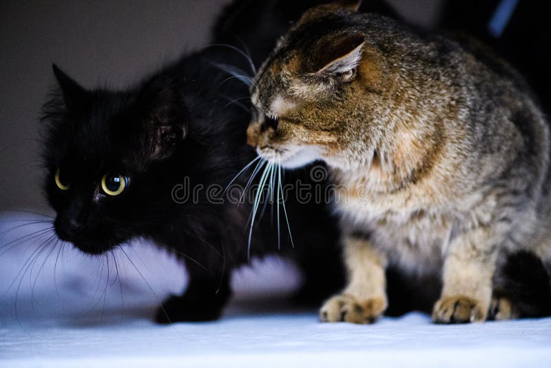 Angry Cat Looking To an Other Cat Stock Image - Image of teeth ...