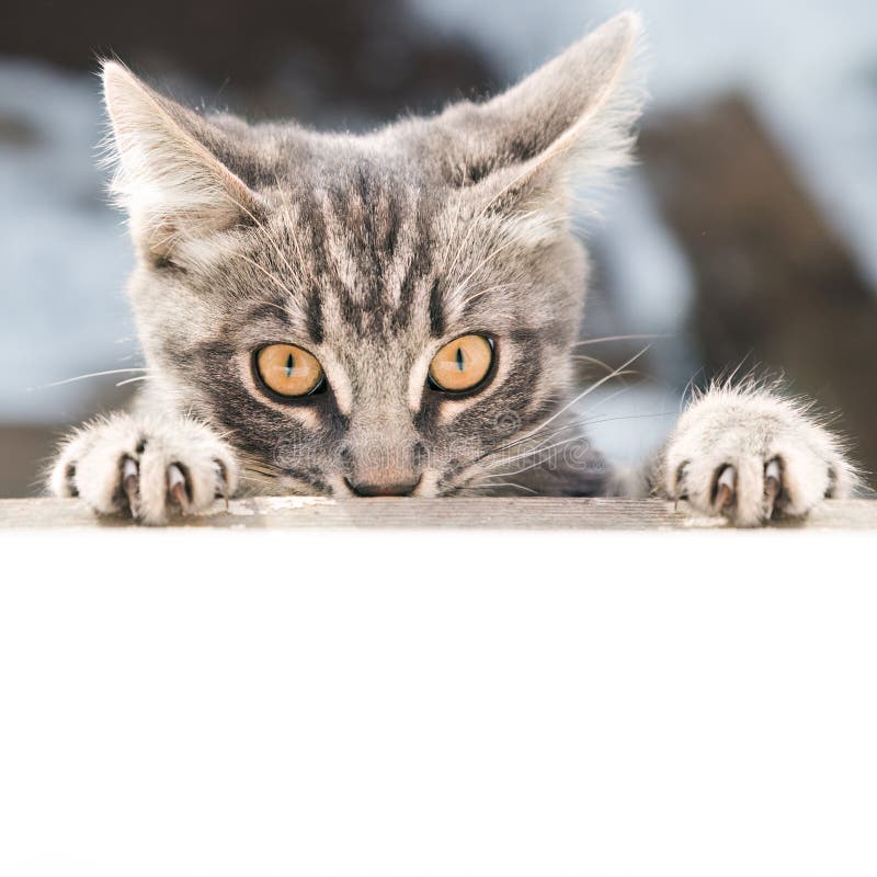 Angry cat looks in front. stock image. Image of animal - 89985167