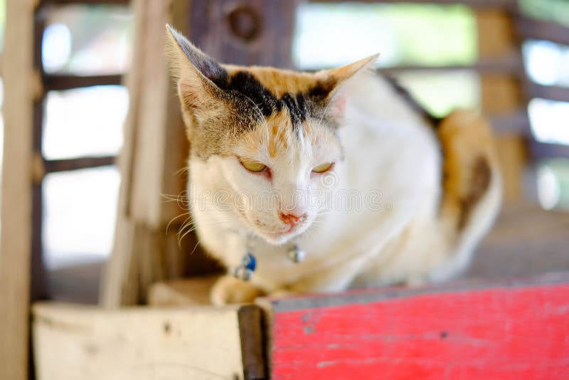Angry Cat Looks Like Devil Cat Stock Image - Image of scare, fear: 67224649