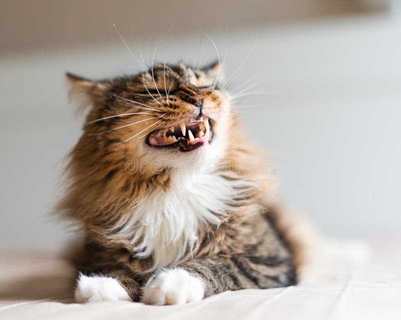 Angry cat lying stock photo. Image of faucet, intimidated - 209312600