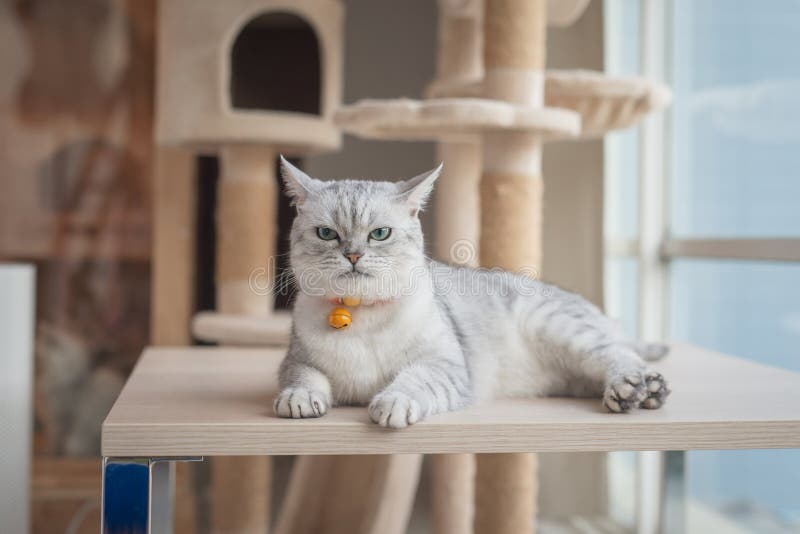 Angry Cat Lying on Wooden Table Stock Photo - Image of aggressive ...