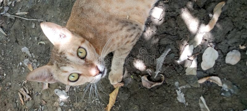 Meowww Stock Photos - Free & Royalty-Free Stock Photos from Dreamstime