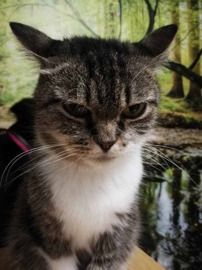 Angry cat stock image. Image of happy, angry - 135571423