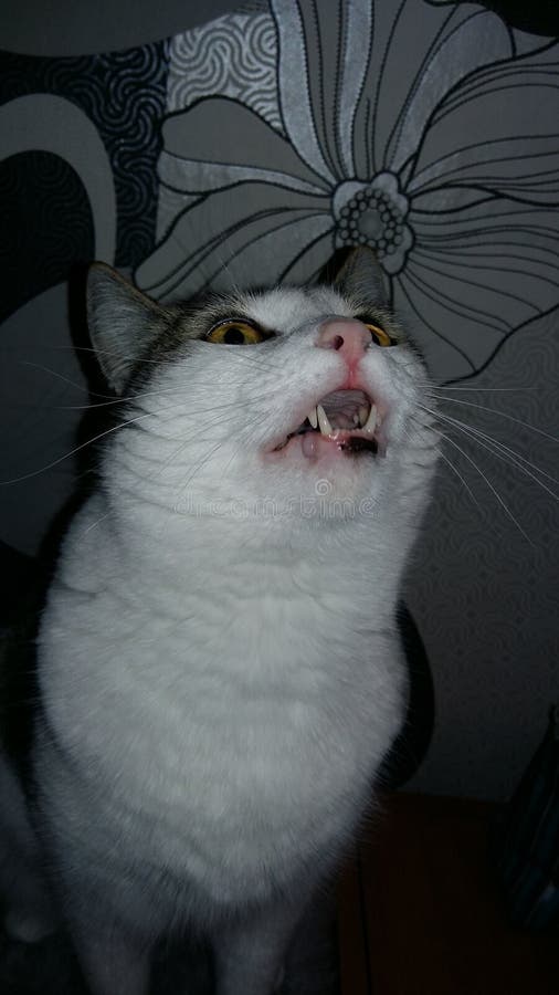 Angry cat stock image. Image of teeth, shows, angry - 86766795