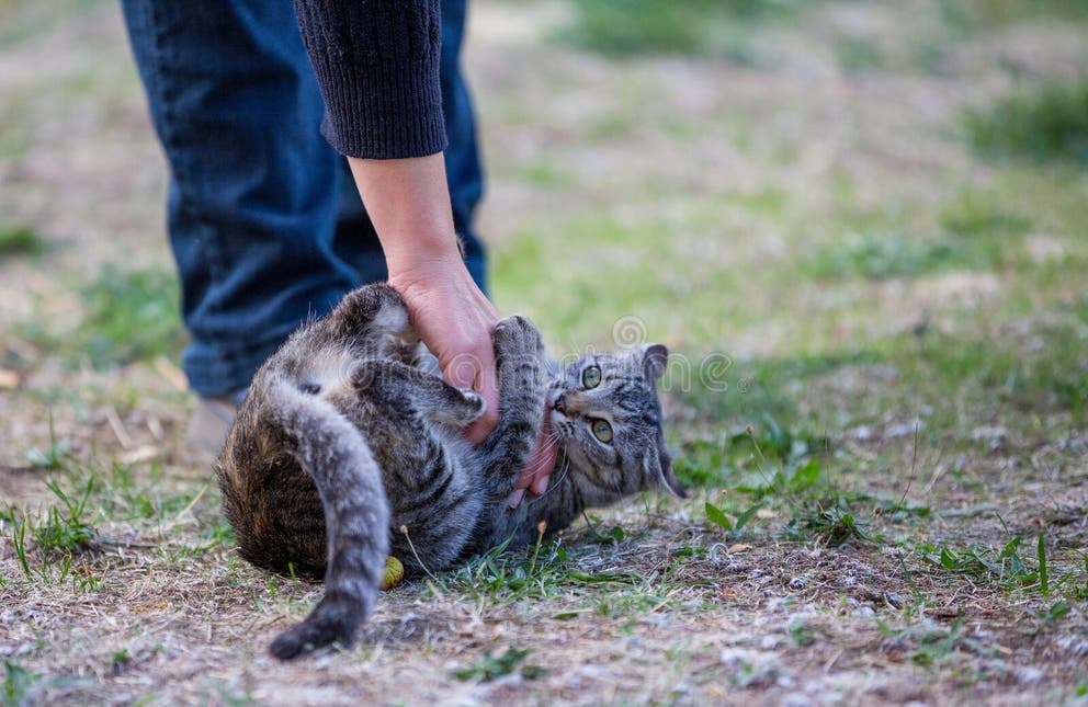 Angry cat playing stock photo. Image of glade, domestic - 27773046