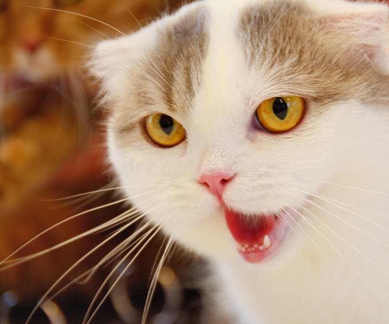 Angry cat stock photo. Image of staring, pets, whisker - 31300970