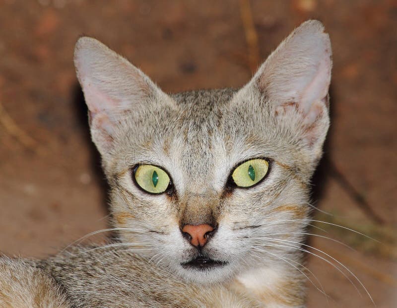 Angry cat portrait stock image. Image of confused, portrait - 54404939