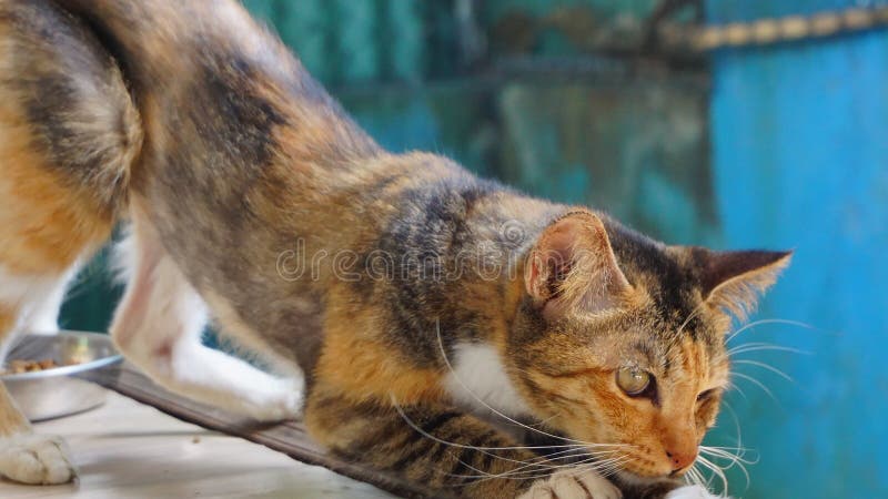 Angry siamese cat stock photo. Image of attack, ready - 8668166