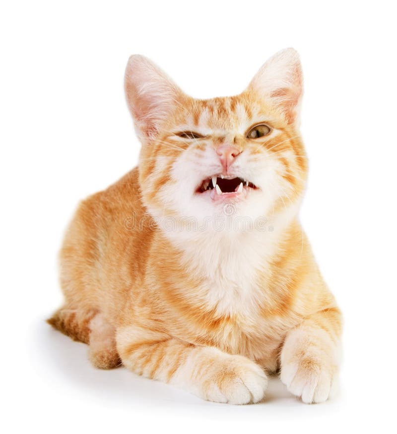 Angry cat stock photo. Image of outdoor, animal, angry - 375748