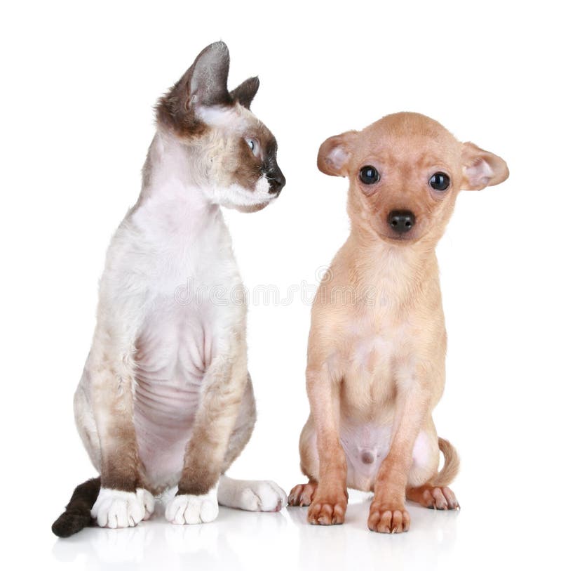 Angry Cat with the Scared Puppy Stock Image - Image of adorable ...