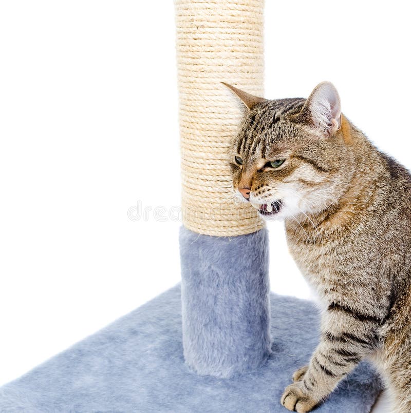 Angry cat stock image. Image of young, open, whiskers - 59122623