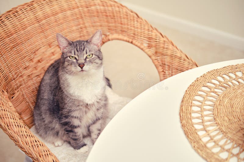 Angry Cat is Sitting on a Chair at the Table in the Home Kitchen Stock ...