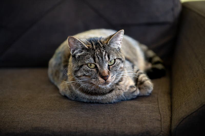 Angry Cat on a Sofa Looking Stock Photo - Image of feline, kitty: 300893196