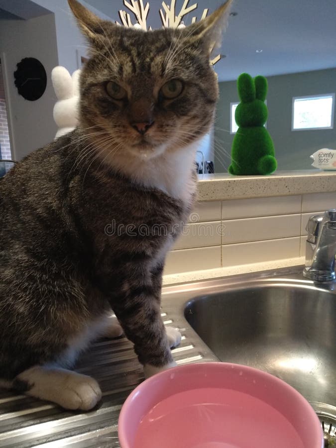 Angry cat tabby stock photo. Image of angry, bench, tabby - 114095664