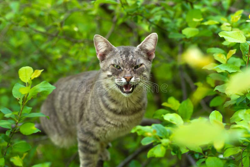 Angry cat on tree stock image. Image of leaves, grey - 116059031