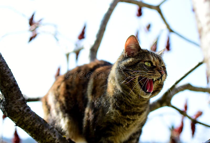 Angry cat stock photo. Image of branches, beautiful, domestic - 89270942