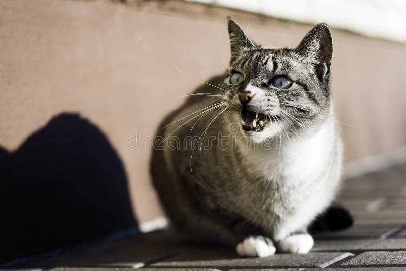 Angry cat stock photo. Image of animal, nature, grey - 82863260