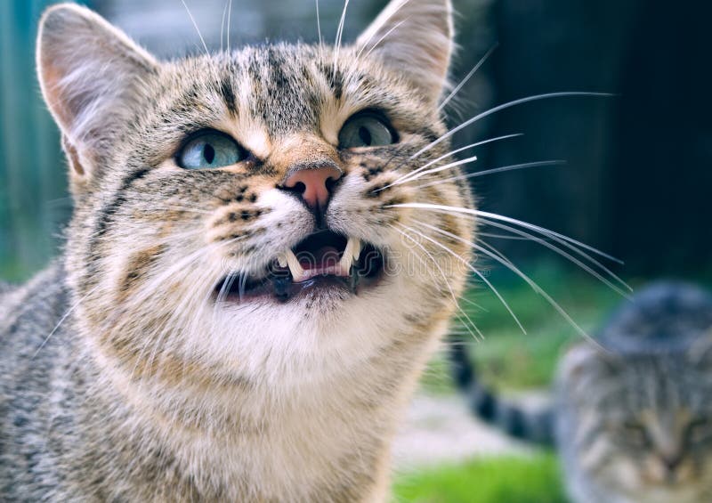 Angry Cat that Wants To Eat Stock Image - Image of sharp, wildcat ...