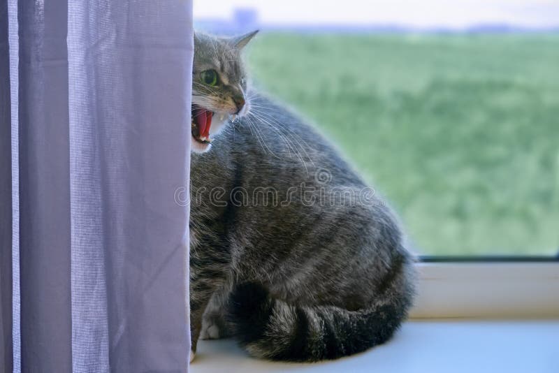 Angry Cat on Window Background Hisses Showing Teeth, Copy Space Stock ...