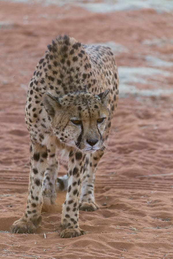 Angry cheetah stock image. Image of nervous, animals - 59688319