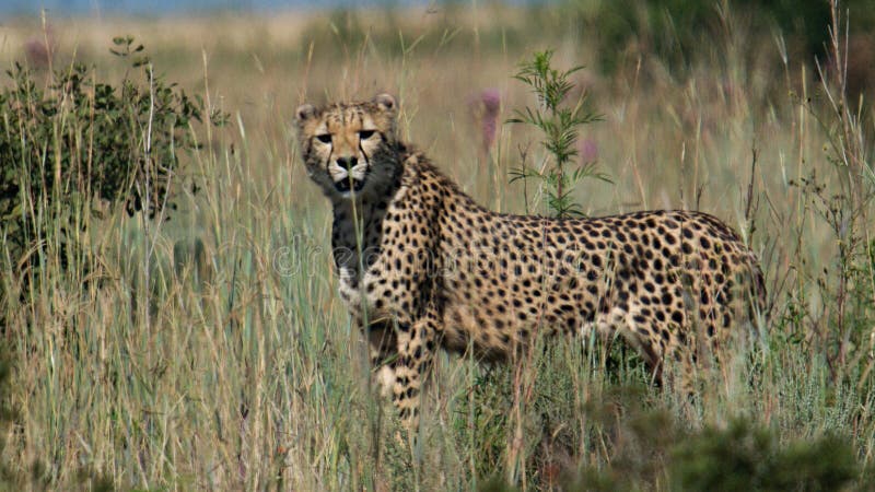 Angry Cheeta Stock Photos - Free & Royalty-Free Stock Photos from ...