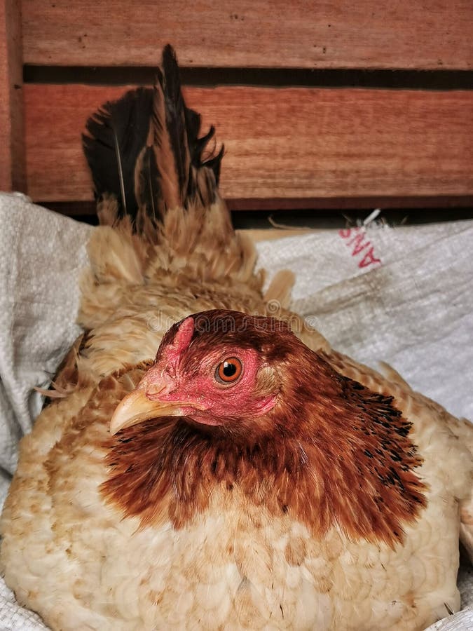 Angry Red Chicken in the Yard Stock Photo - Image of walks, fence: 57541688
