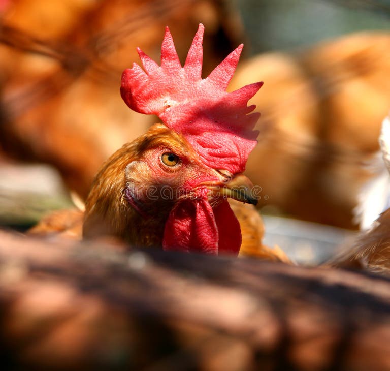 4,730 Angry Farm Animal Stock Photos - Free & Royalty-Free Stock Photos ...